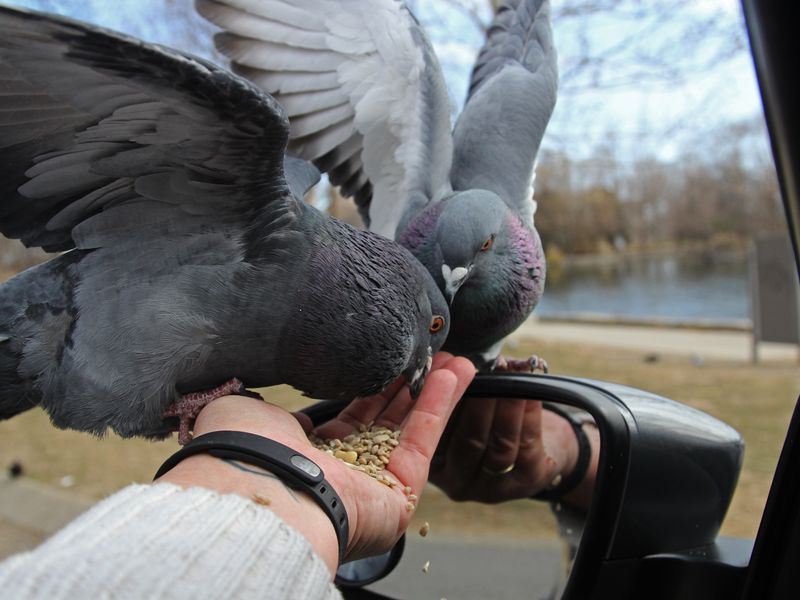 Pigeons in the park | Smithsonian Photo Contest | Smithsonian Magazine