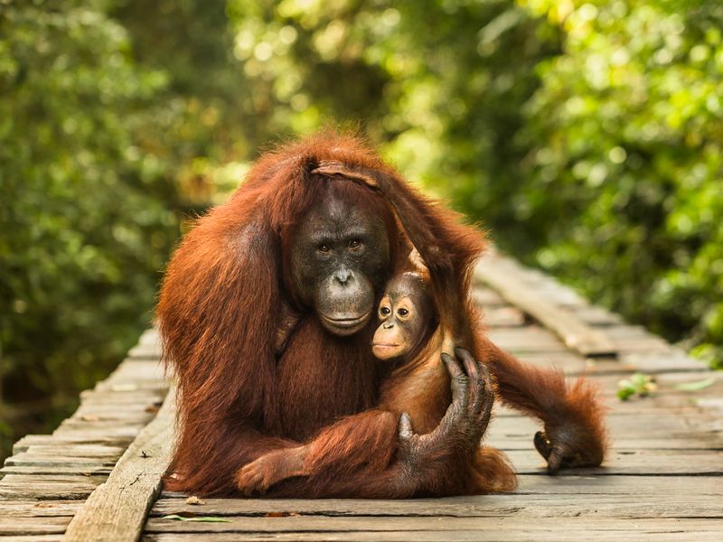 Orangutan Love | Smithsonian Photo Contest | Smithsonian Magazine