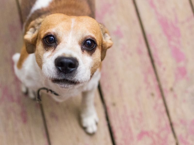 Puppy Face | Smithsonian Photo Contest | Smithsonian Magazine