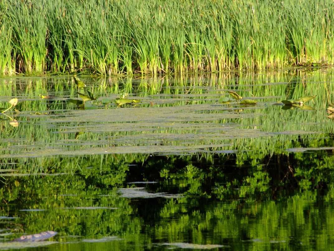 A swamp in high summer is full of cattails and blue-green water ...