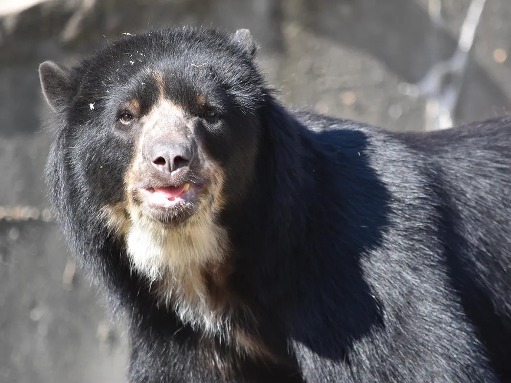 How Are Animals Paired at the National Zoo? | Smithsonian Voices ...