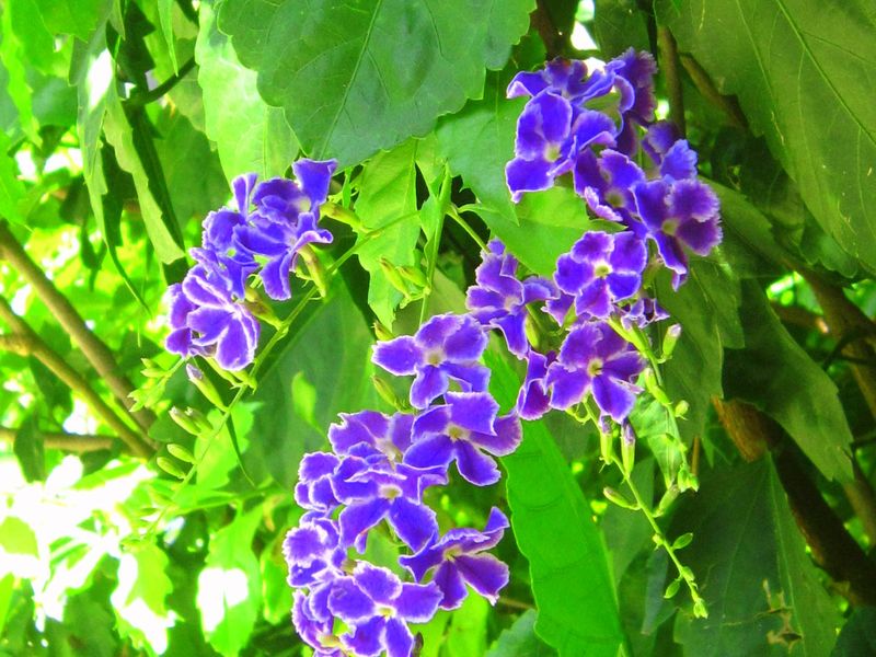 Some of Jamaica's natural flora. | Smithsonian Photo Contest ...