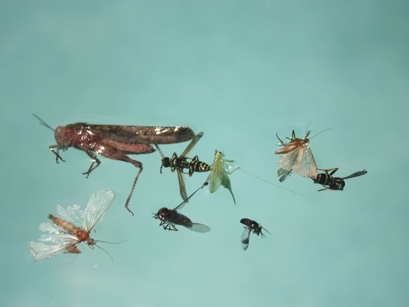 dead bugs floating in pool | Smithsonian Photo Contest | Smithsonian ...