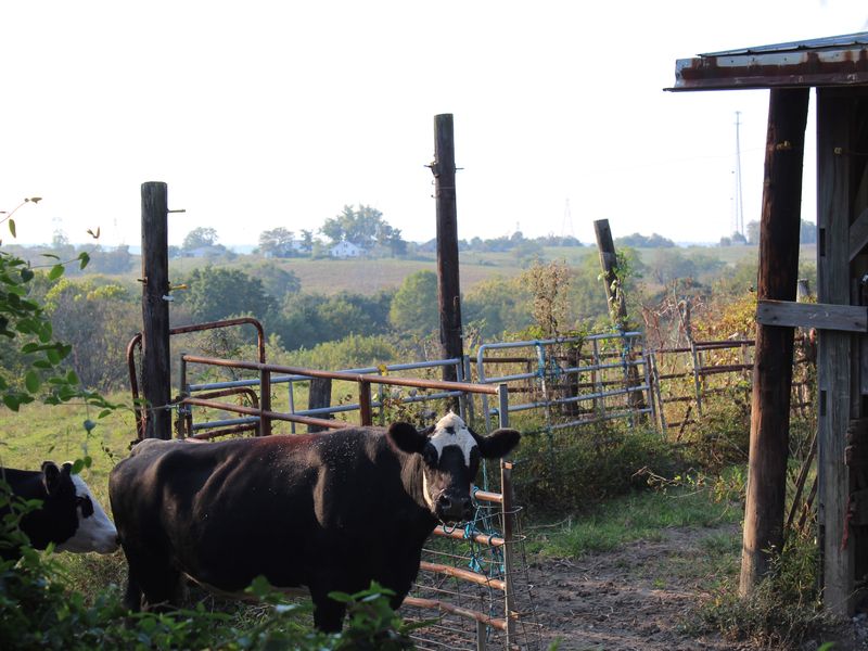 Cows look on | Smithsonian Photo Contest | Smithsonian Magazine