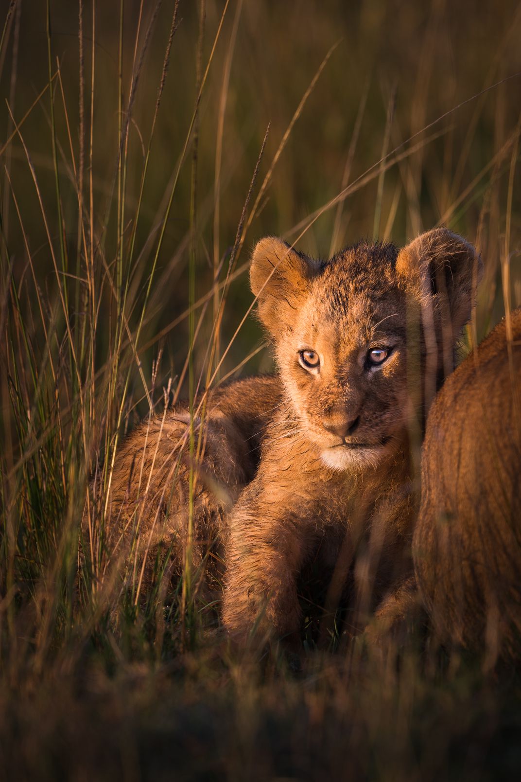 Golden Cub | Smithsonian Photo Contest | Smithsonian Magazine