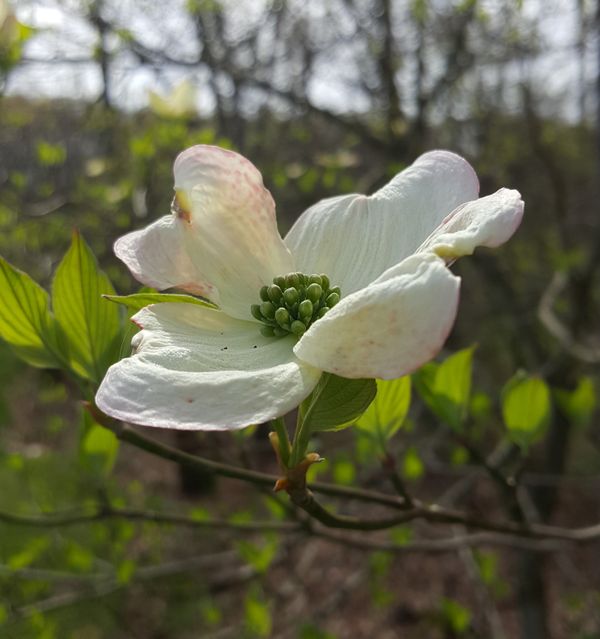 Latest dogwood Photos | Smithsonian Photo Contest | Smithsonian Magazine