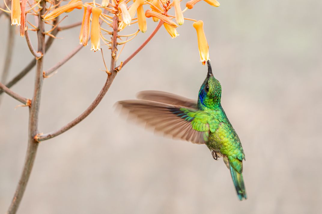 Lesser Violetear Hummingbird on Coral Aloe | Smithsonian Photo Contest ...