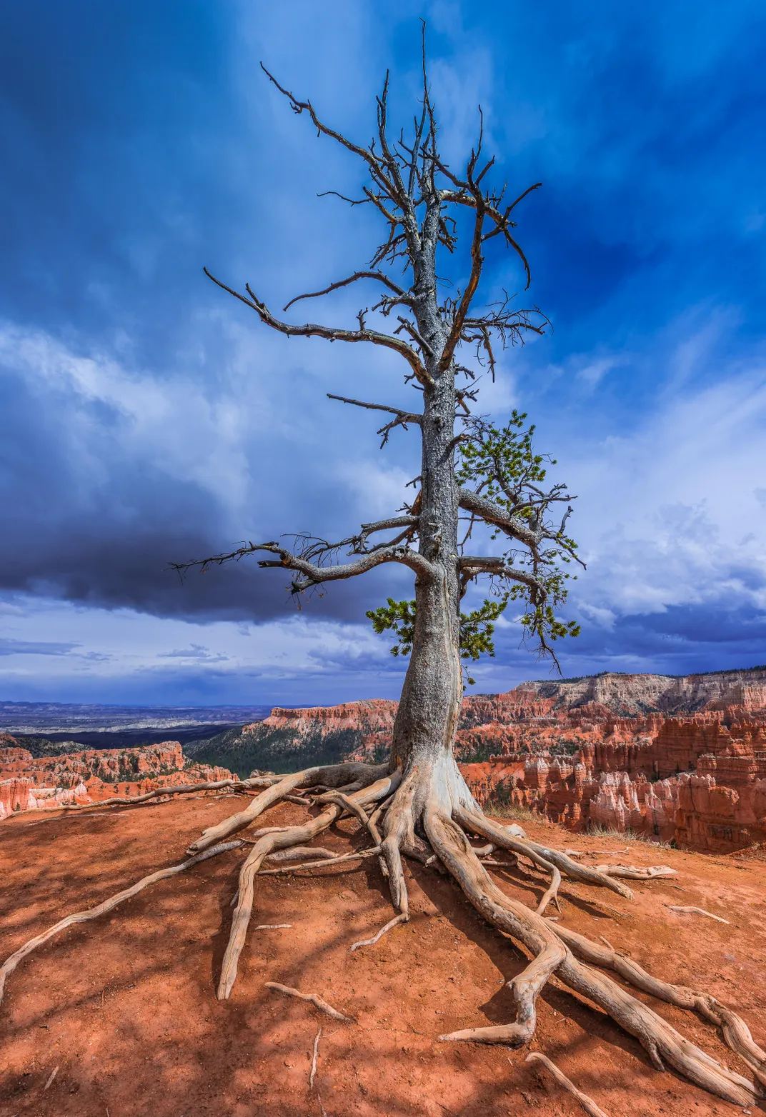 Lone Tree Bryce Canyon | Smithsonian Photo Contest | Smithsonian Magazine