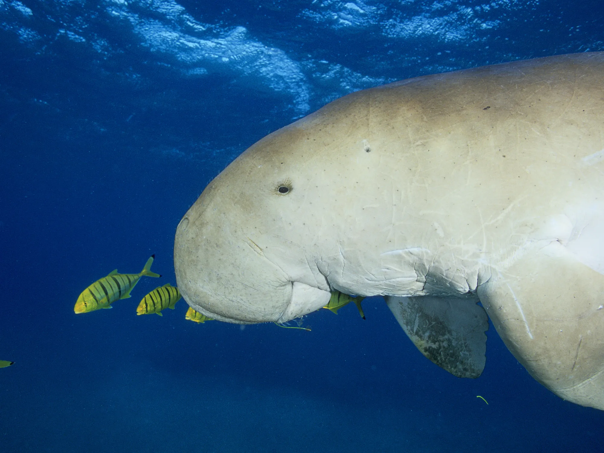 Dugongs Are ‘Functionally Extinct’ in China, Research Suggests