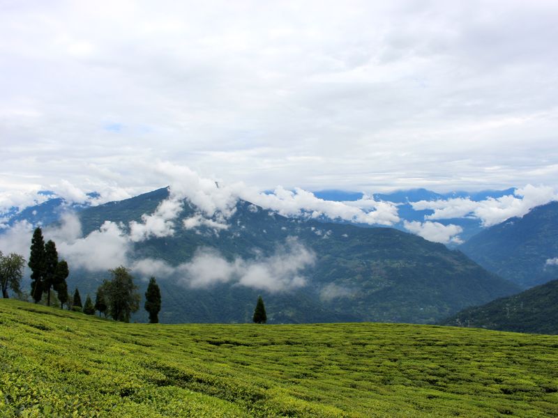 Tami Tea Fields in Sikkim | Smithsonian Photo Contest | Smithsonian ...