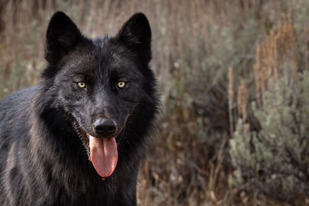 Wolf's dinner | Smithsonian Photo Contest | Smithsonian Magazine