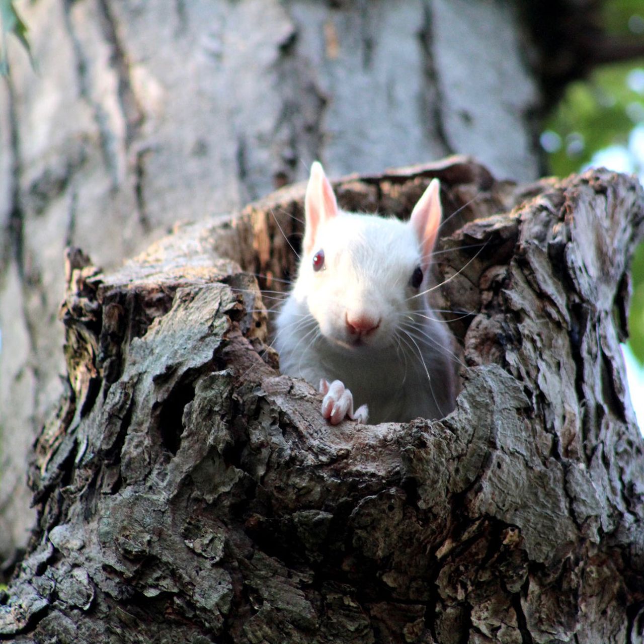 albino squirrel