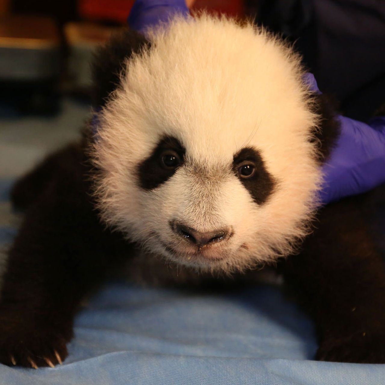 The Cutest Famous Baby Pandas Of All Time