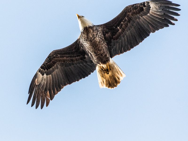 The Soaring Bald Eagle | Smithsonian Photo Contest | Smithsonian Magazine