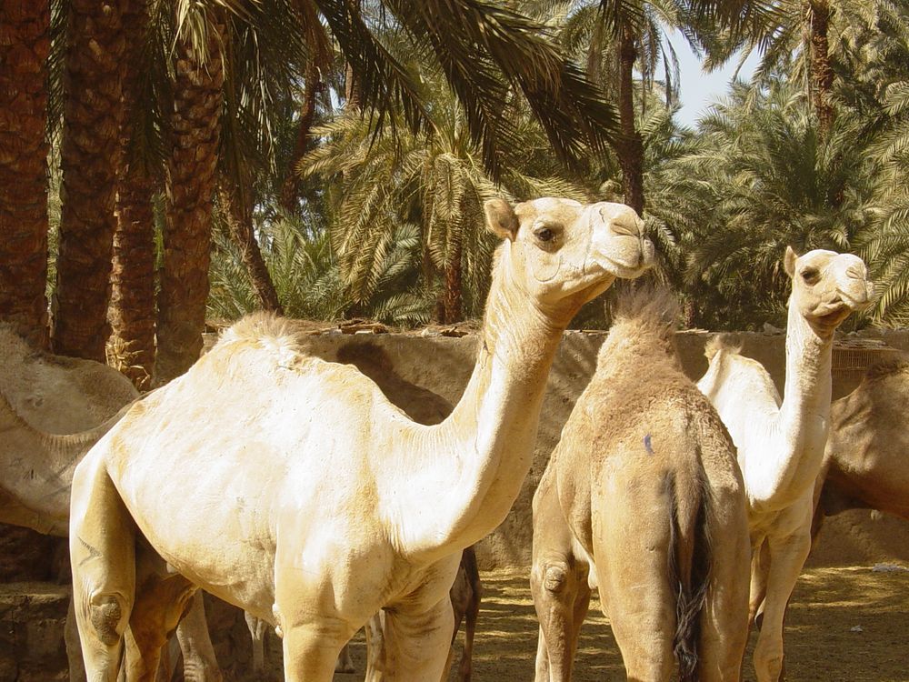 Camels Have Been Carrying Around a Deadly, Contagious Virus For At ...