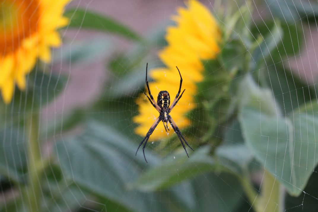 Spider in Sunflower Field | Smithsonian Photo Contest | Smithsonian ...