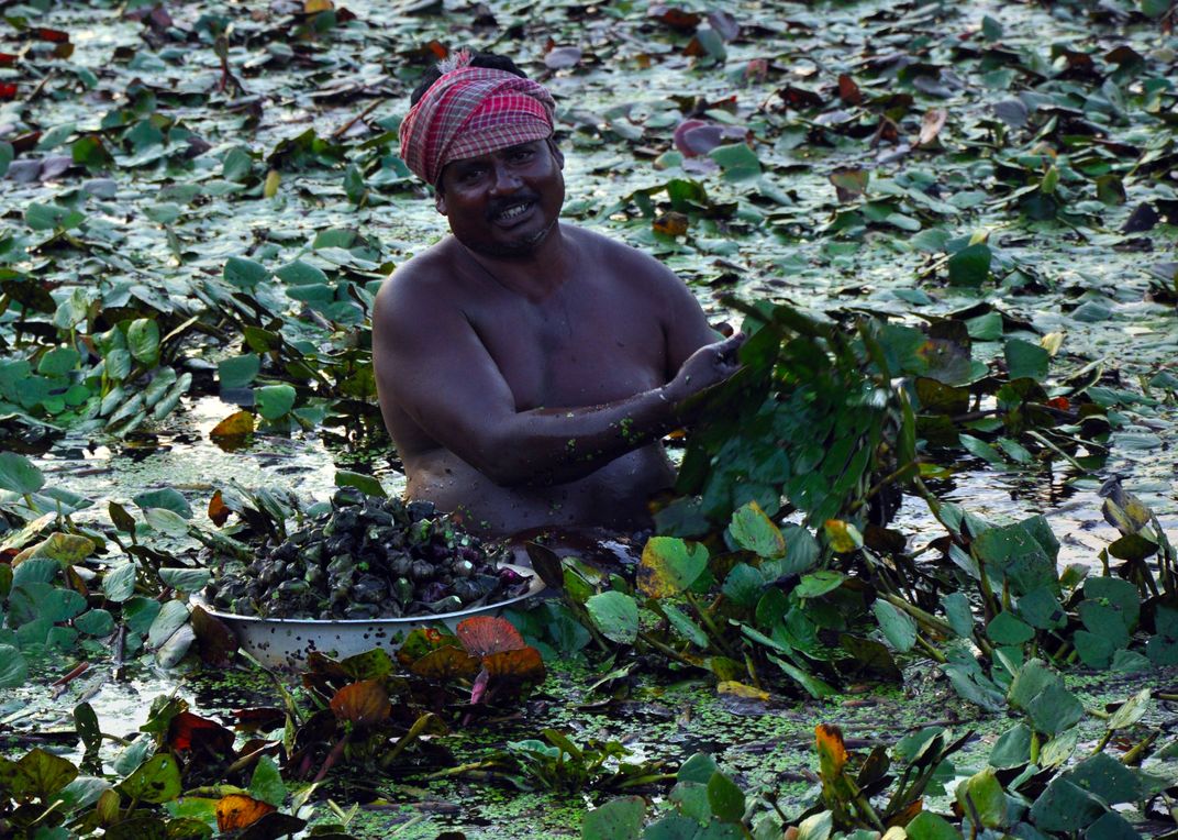 'WATER FRUIT COLLECTOR ' THE MAN HEAR COLLECTING WATER FRUIT FROM A ...