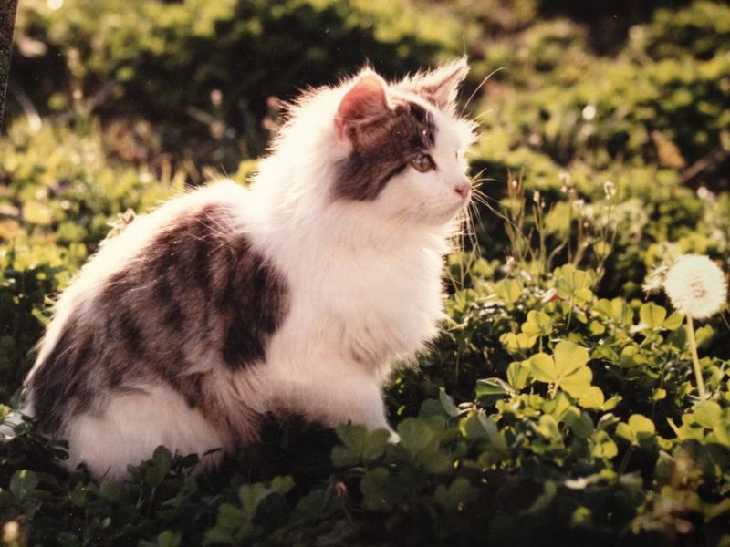 Cat & Dandelion | Smithsonian Photo Contest | Smithsonian Magazine