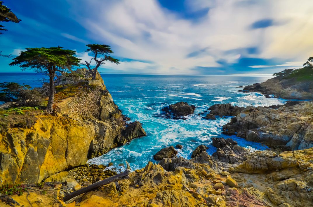 Lone Cypress Tree | Smithsonian Photo Contest | Smithsonian Magazine