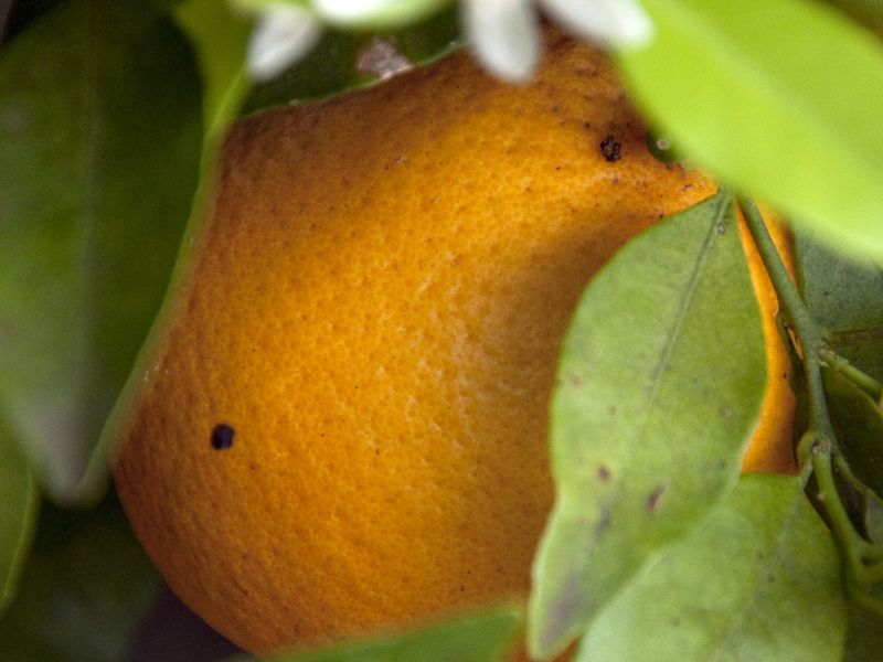 Florida home grown orange | Smithsonian Photo Contest | Smithsonian ...
