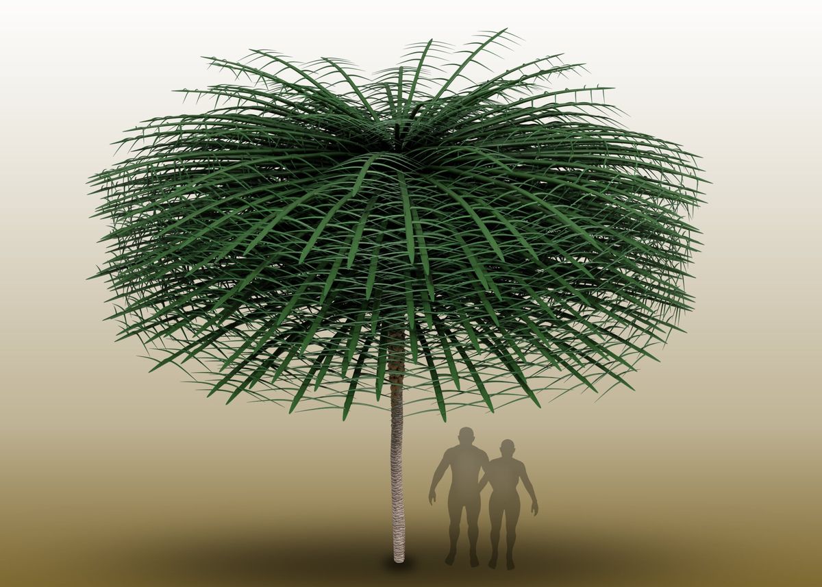 Prehistoric Plants That Still Exist