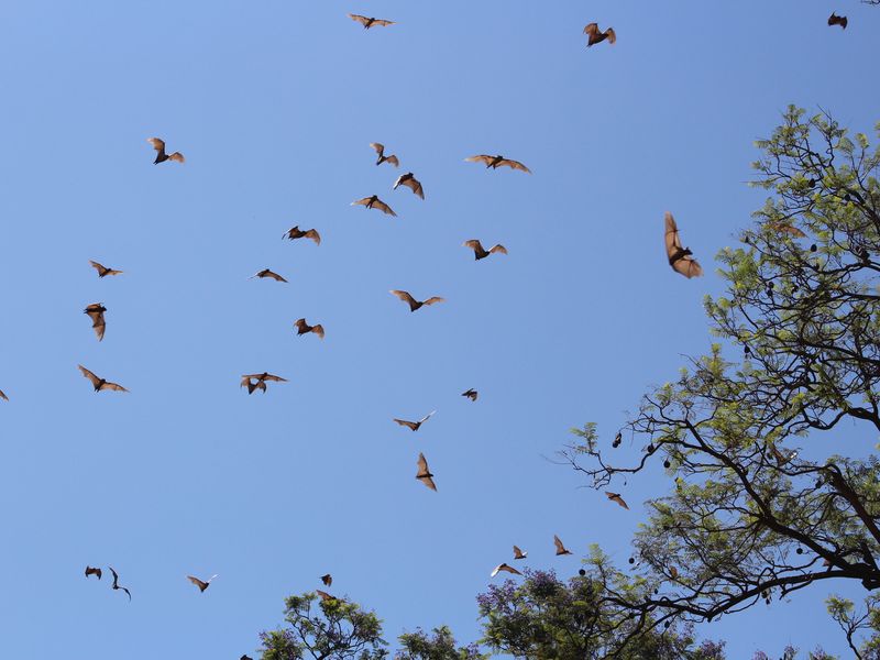 Birds fly over trees, under clear sky | Smithsonian Photo Contest ...