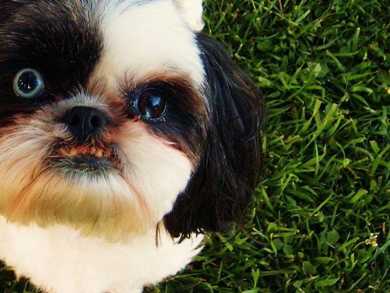 A mellow dog in the grass | Smithsonian Photo Contest | Smithsonian ...