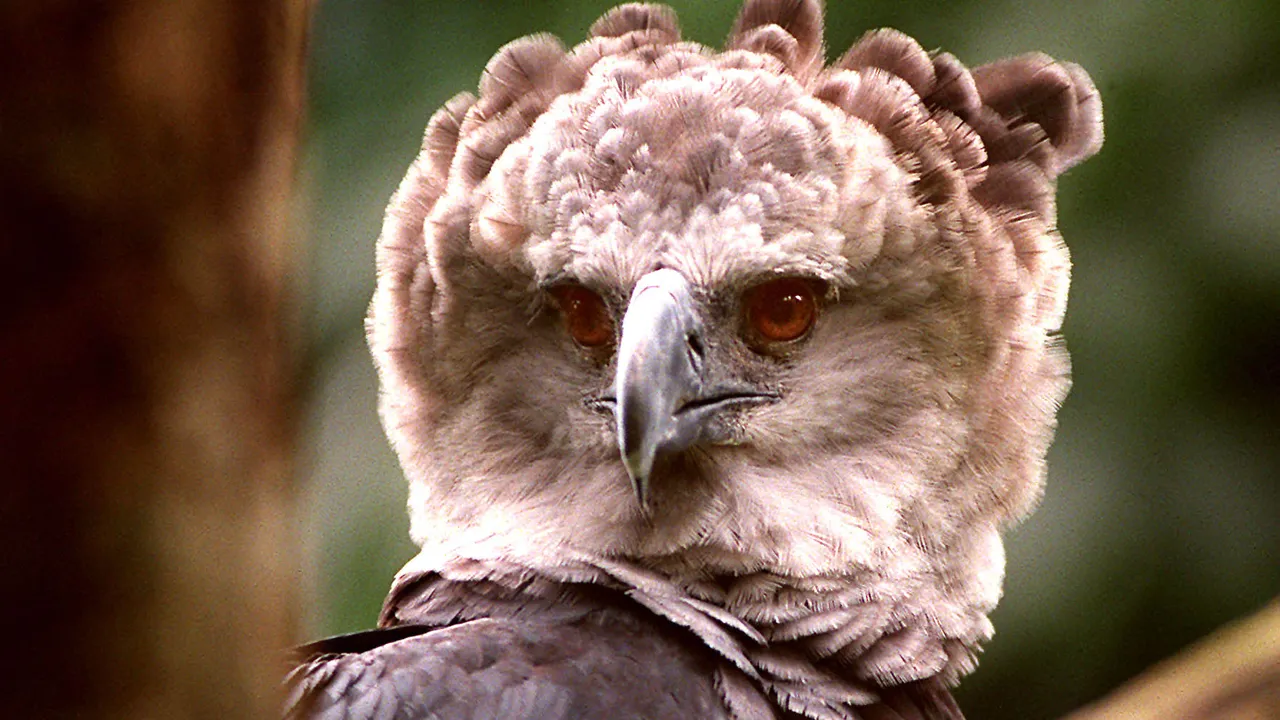 crowned eagle kills human