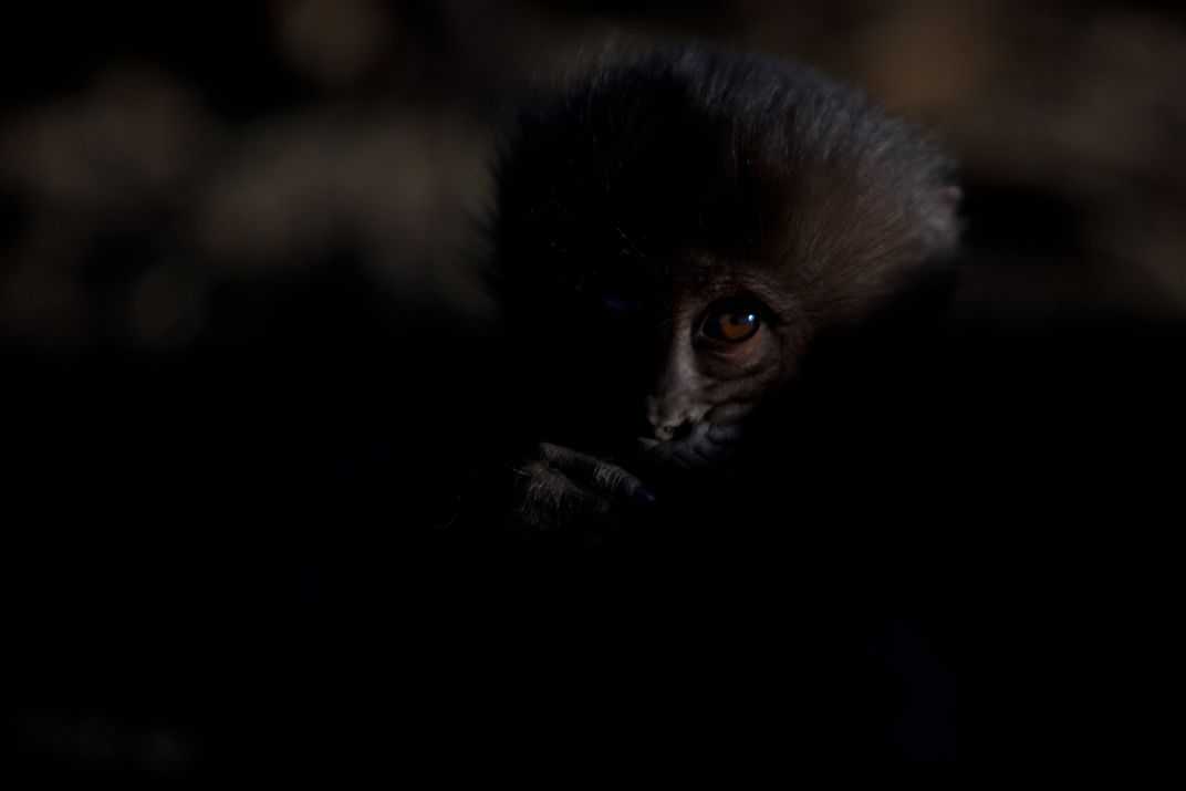 baby Gilada Baboon | Smithsonian Photo Contest | Smithsonian Magazine