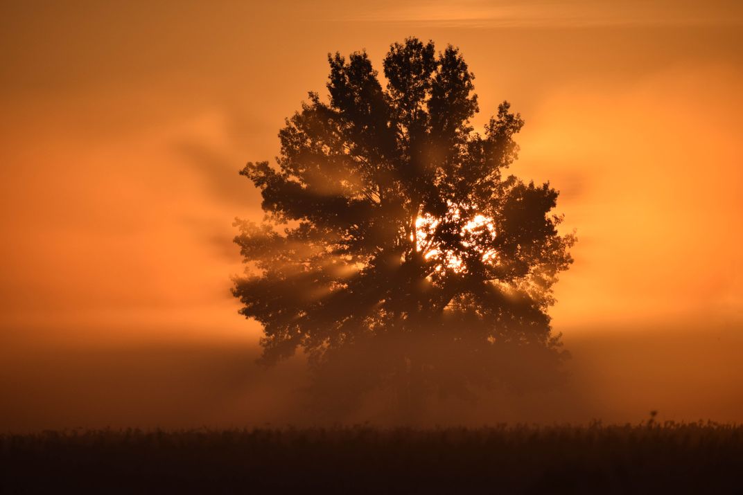 Burning Tree | Smithsonian Photo Contest | Smithsonian Magazine