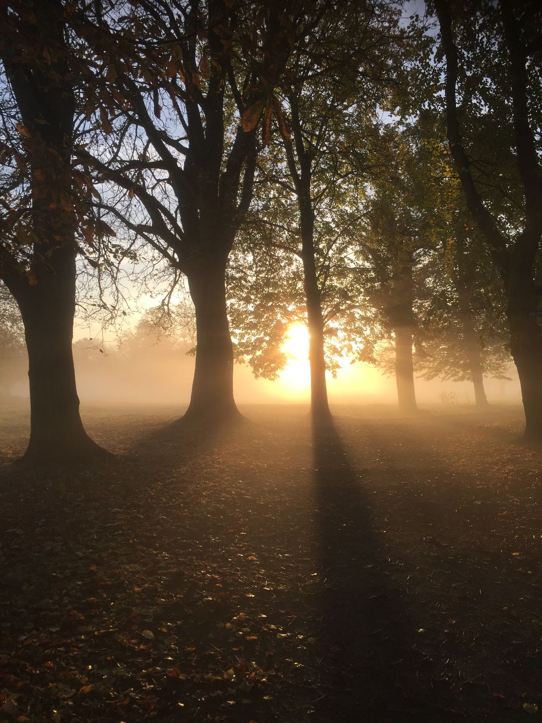Sun through the trees | Smithsonian Photo Contest | Smithsonian Magazine