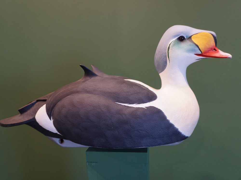 king eider duck decoy