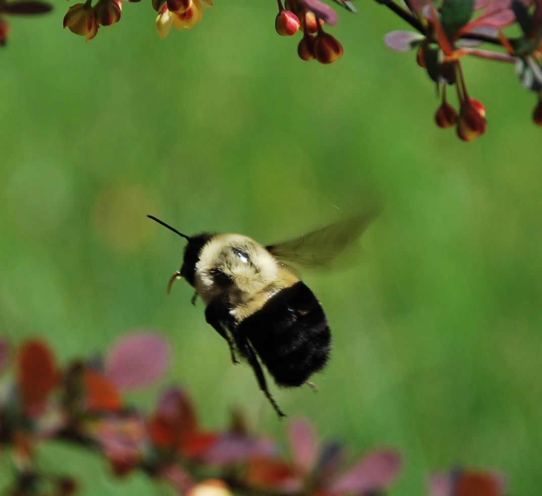 Bubble bee in flight | Smithsonian Photo Contest | Smithsonian Magazine