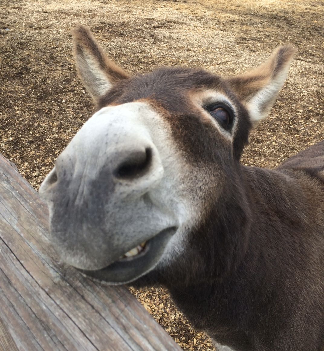 A donkey’s conversation in Ladner British Columbia | Smithsonian Photo ...