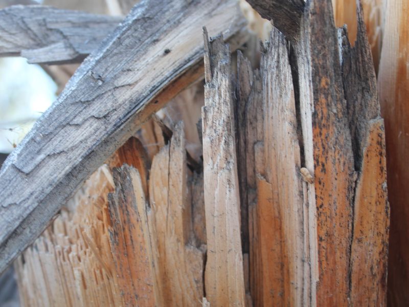 Broken Wood | Smithsonian Photo Contest | Smithsonian Magazine