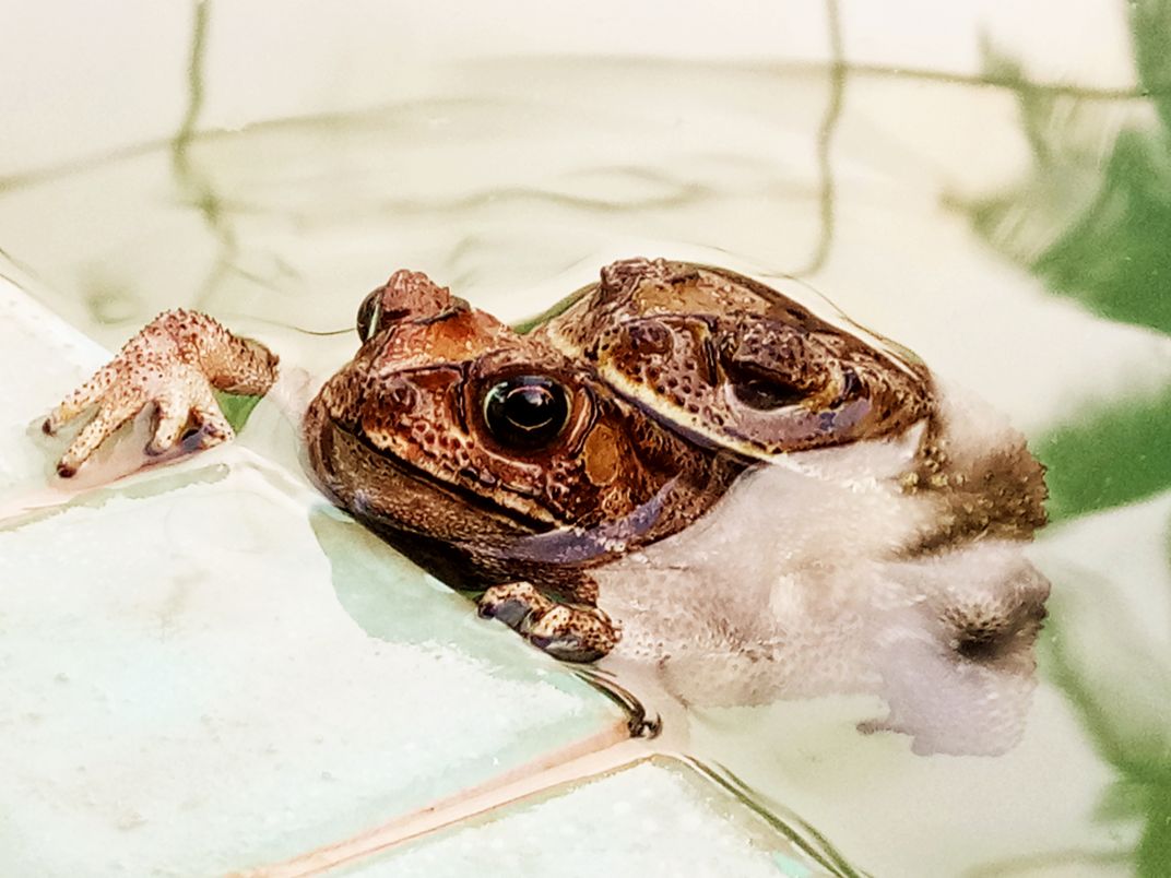 Toads in my swimming pool | Smithsonian Photo Contest | Smithsonian ...