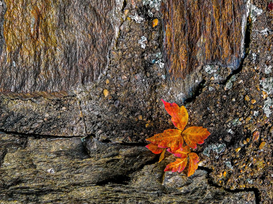 Baby Maple Tree | Smithsonian Photo Contest | Smithsonian Magazine