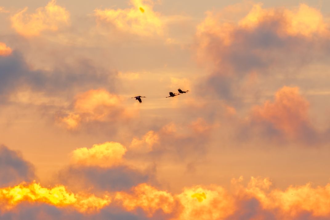 Sandhill cranes at sunrise | Smithsonian Photo Contest | Smithsonian ... Sandhill cranes at sunrise | Smithsonian Photo Contest | Smithsonian ...