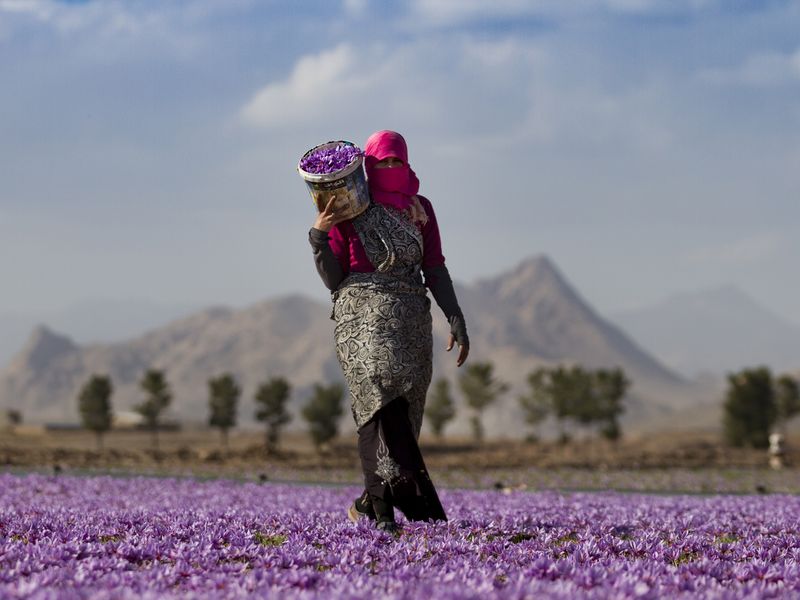 saffron farm | Smithsonian Photo Contest | Smithsonian Magazine