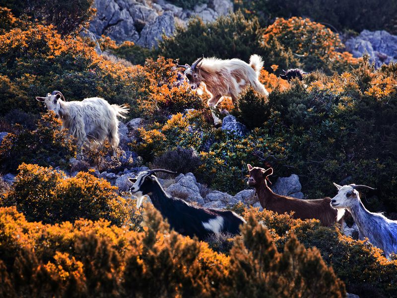 Wild goats in Greece mountains | Smithsonian Photo Contest ...