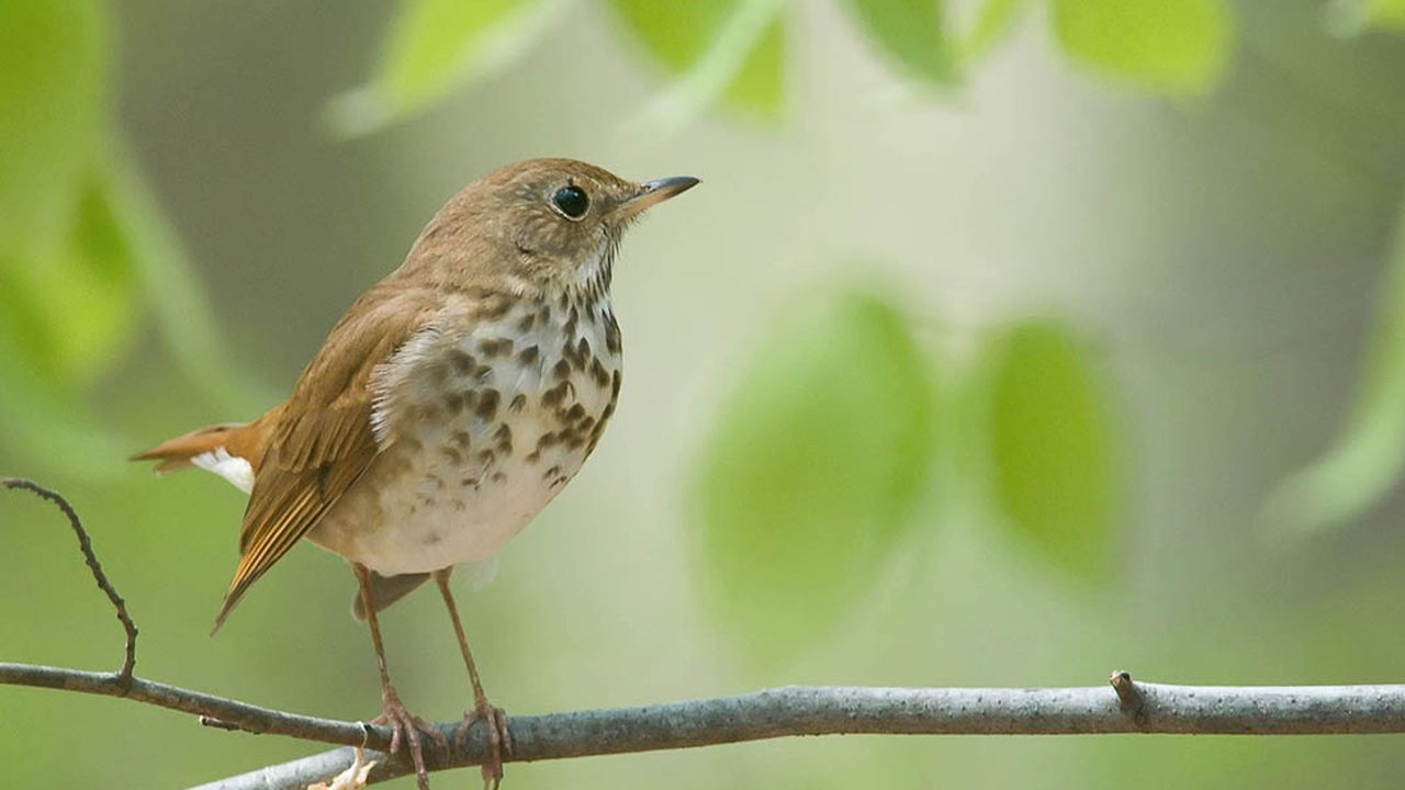 hermit thrush sound