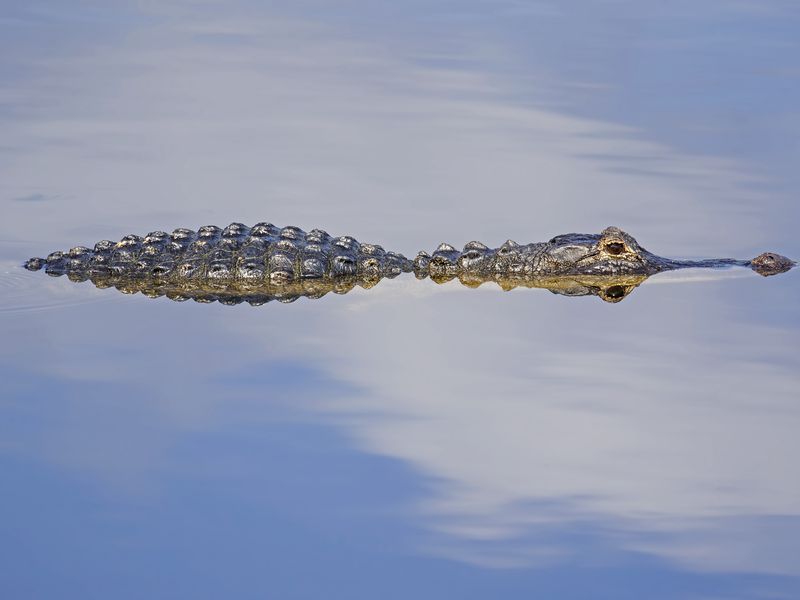 Gator in the Clouds... | Smithsonian Photo Contest | Smithsonian Magazine