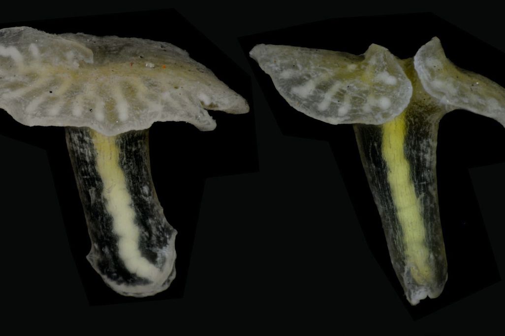 Deep-Sea Mushroom Creatures Found Off Australia