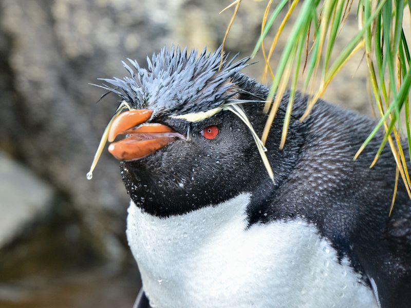 Rock Hopper Penguin with Krill for lunch | Smithsonian Photo Contest ...