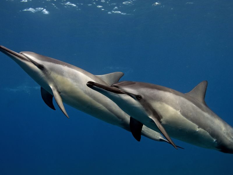 Hawaiian Spinner Dolphins | Smithsonian Photo Contest | Smithsonian ...