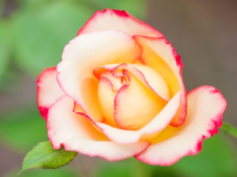 White Rose Tipped in Red | Smithsonian Photo Contest | Smithsonian Magazine