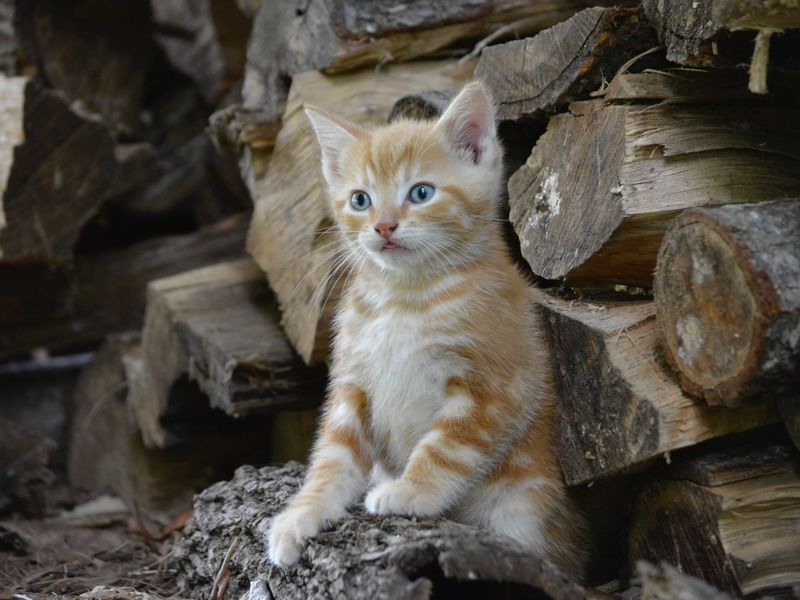Kitten Pose | Smithsonian Photo Contest | Smithsonian Magazine