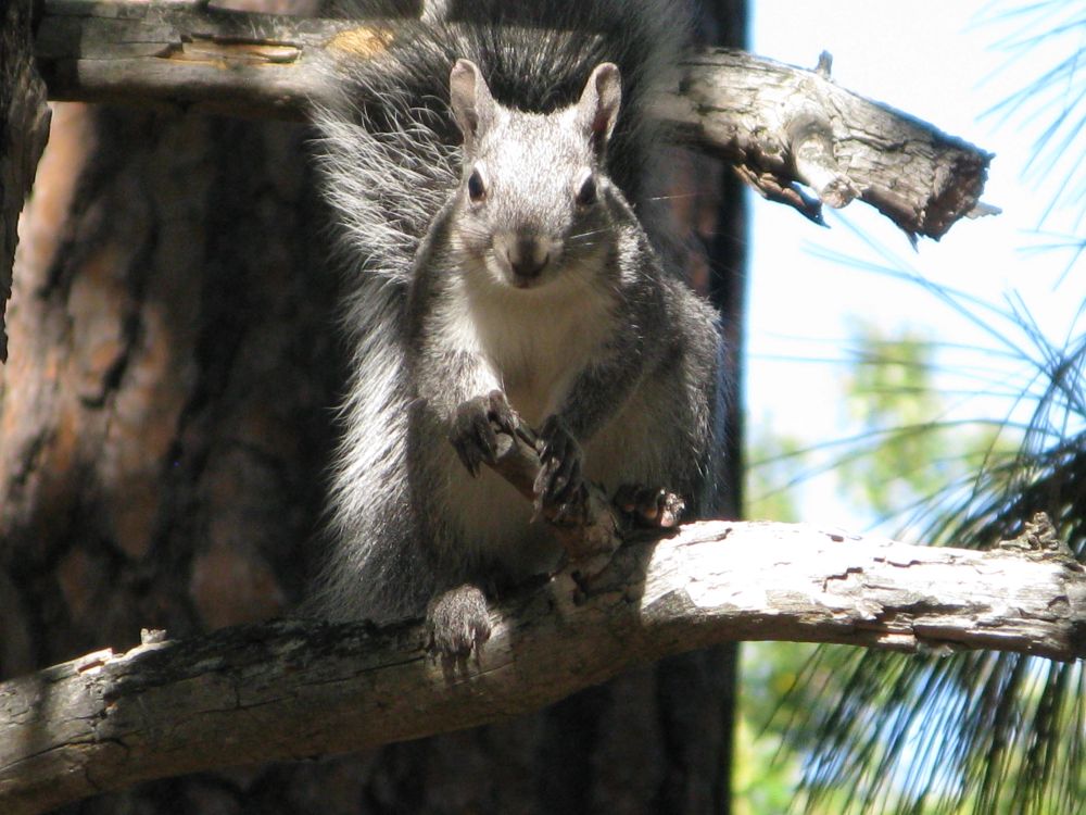 Grey Squirrel in Live Oak Tree | Smithsonian Photo Contest ...