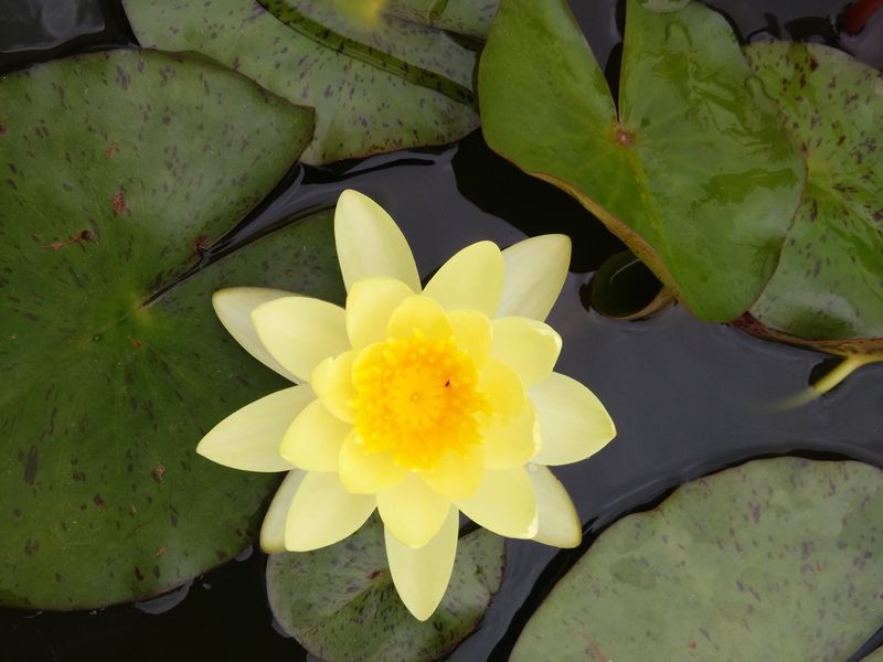 Out of the mud of your fears, struggles, pain and confusion; the lotus ...