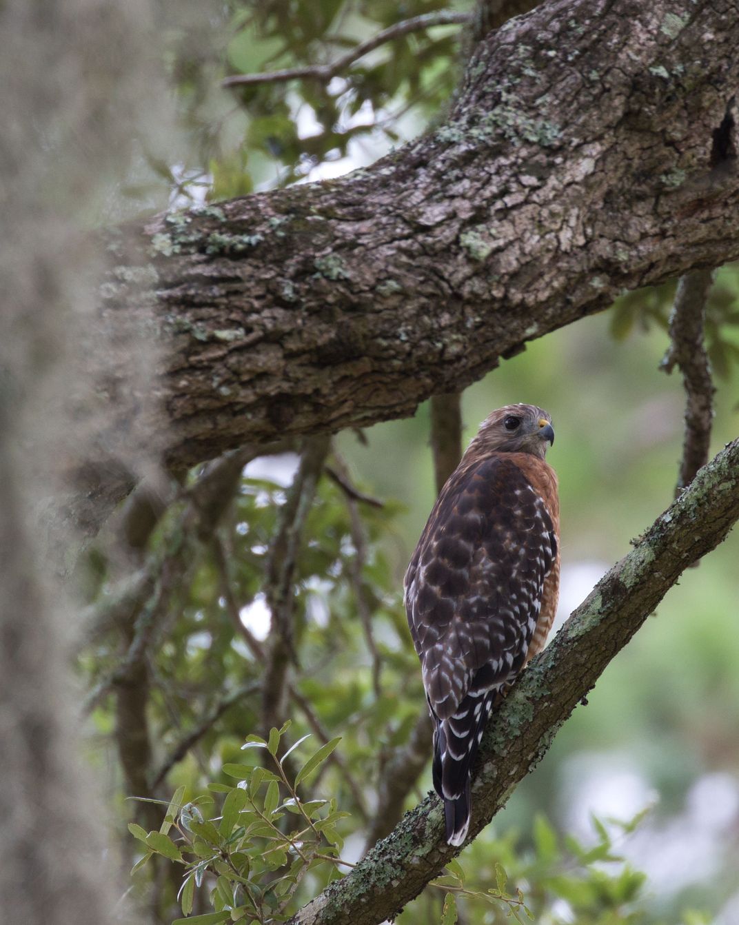 Red-shouldered Hawk | Smithsonian Photo Contest | Smithsonian Magazine